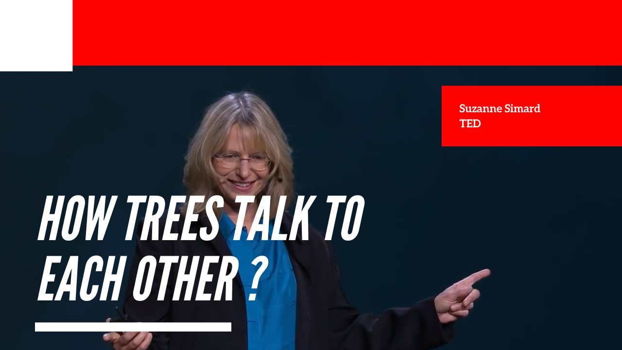 How trees talk to each other? - Suzanne Simard - TEDxLannion